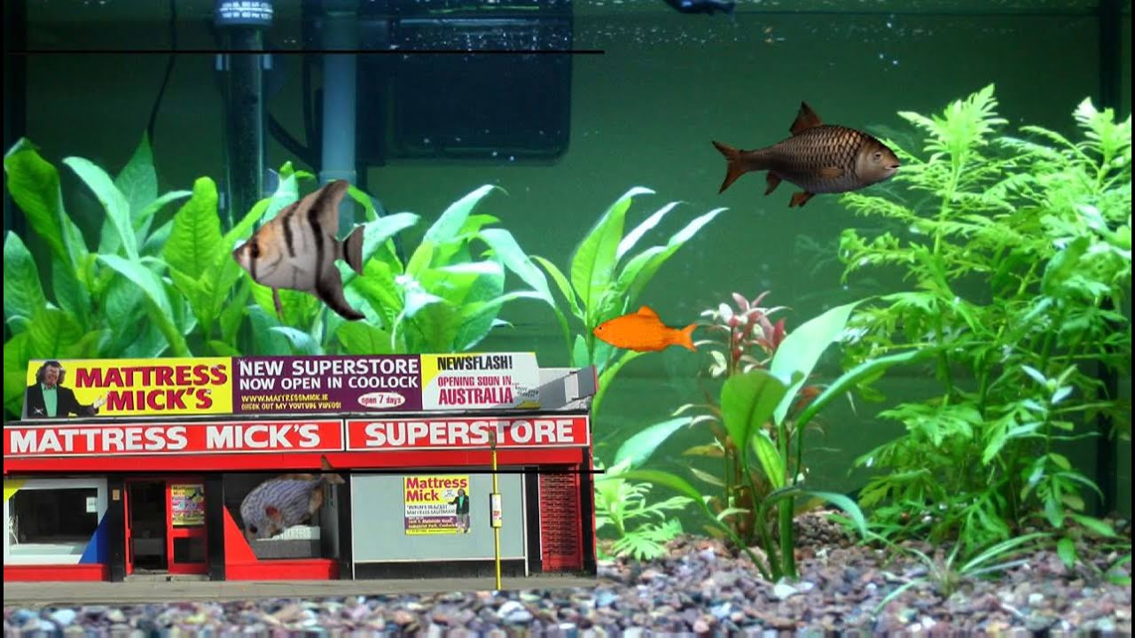 Mattress Mick green screen fish tank - YouTube