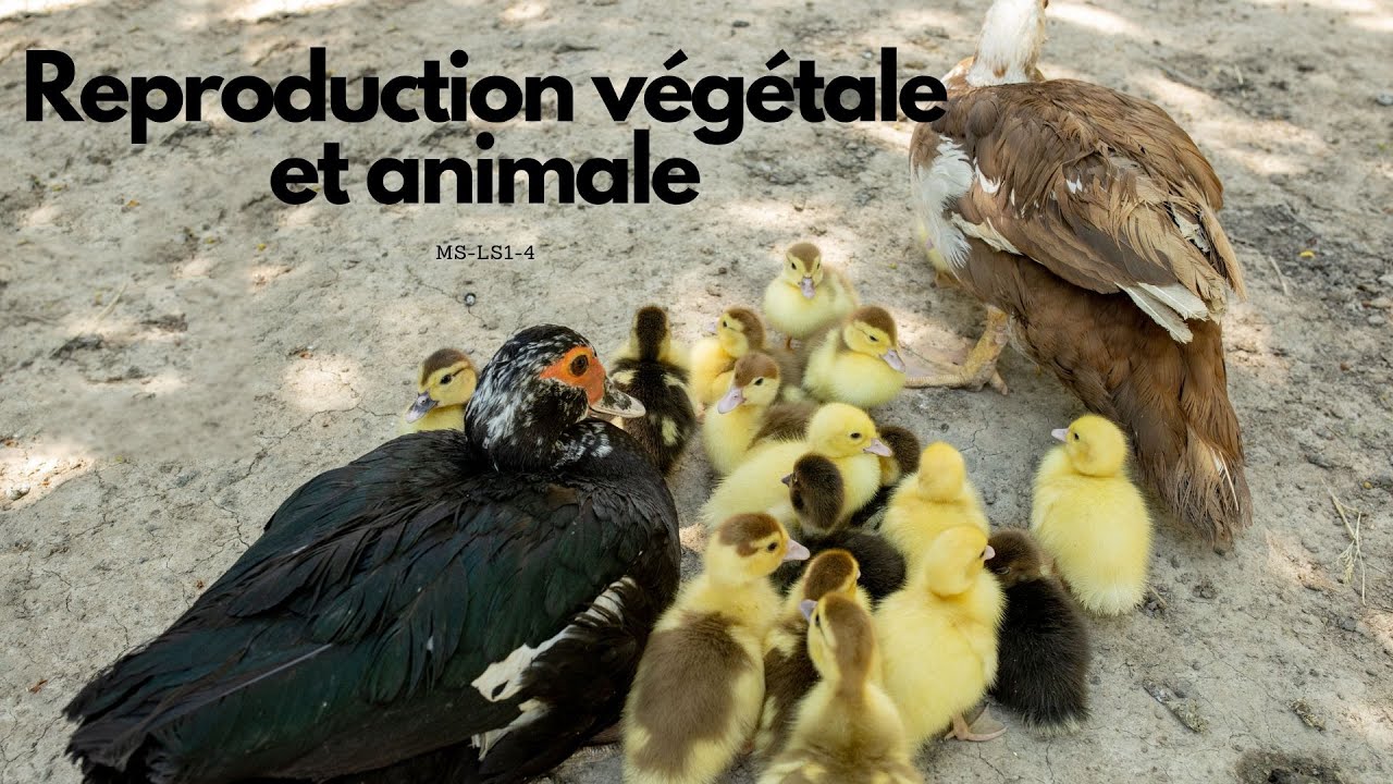 Reproduction végétale et animale - YouTube