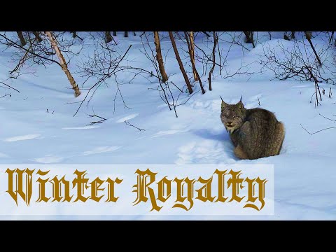 Rare Encounter with a Wild Canadian Lynx