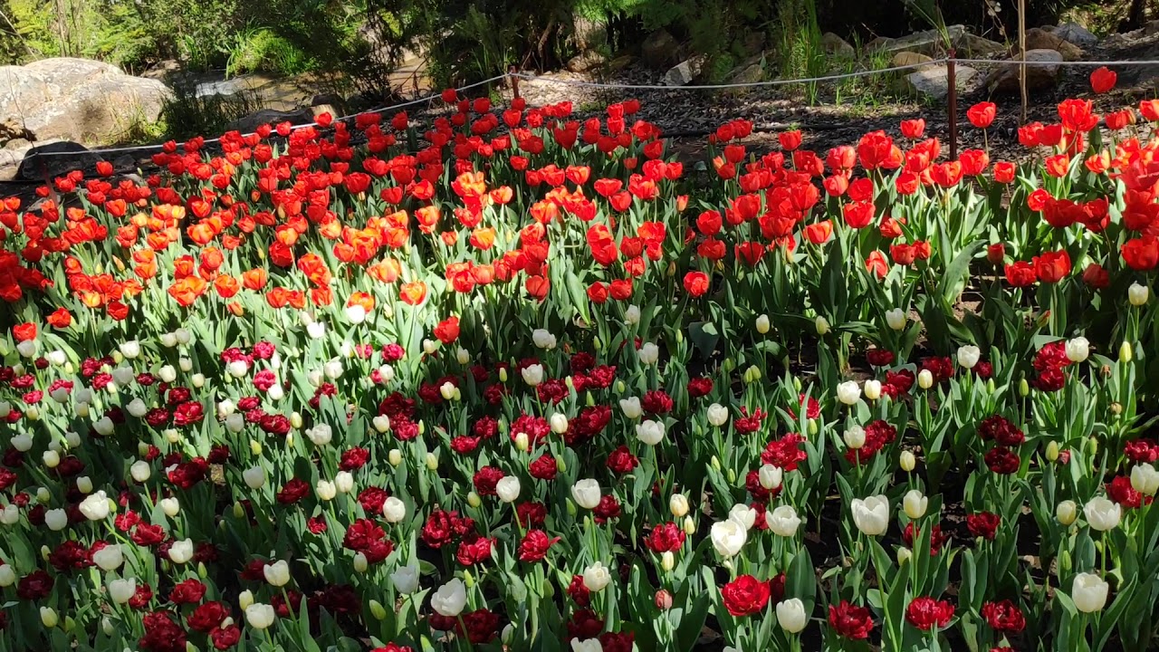 Aaraluen tulip show perth wa - YouTube