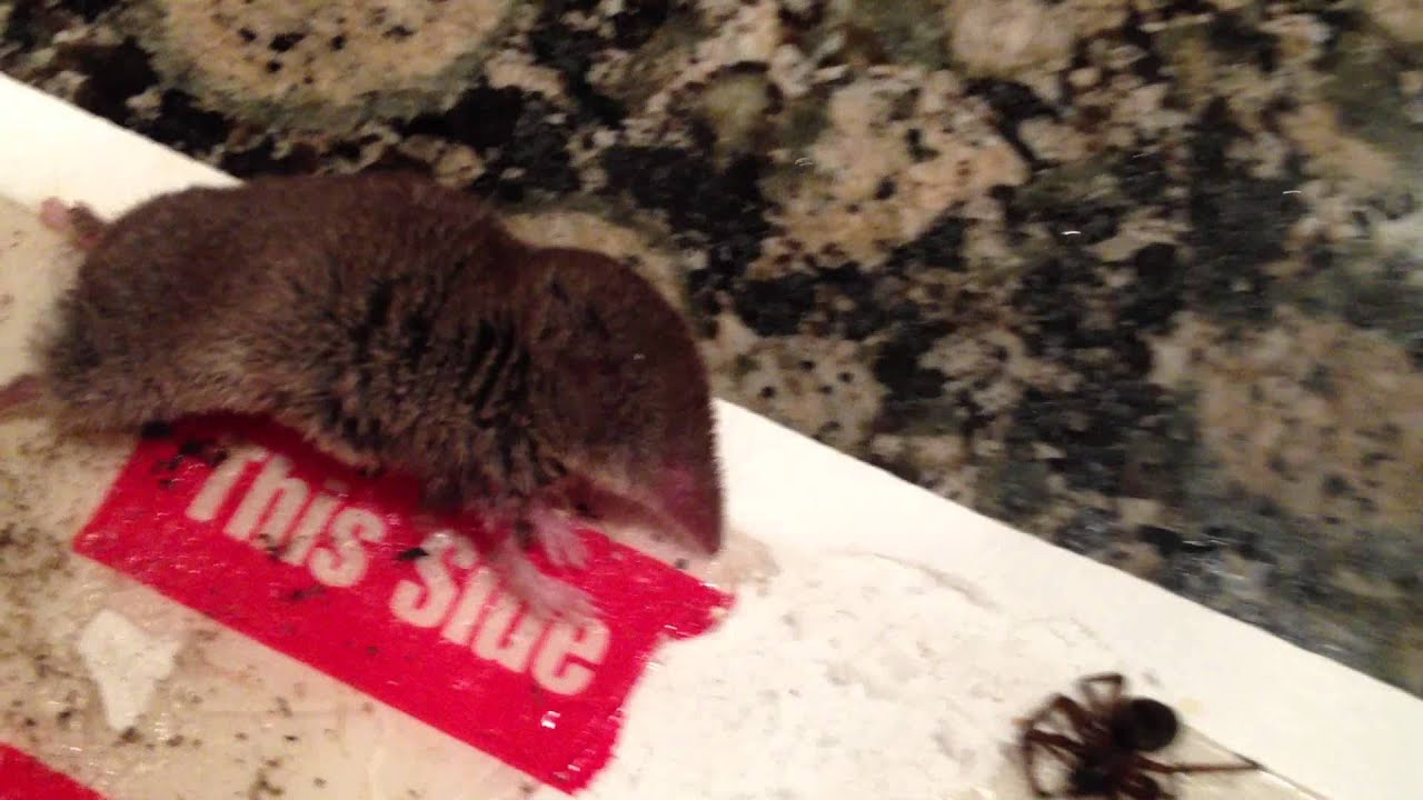 shrew on sticky trap in garage - YouTube