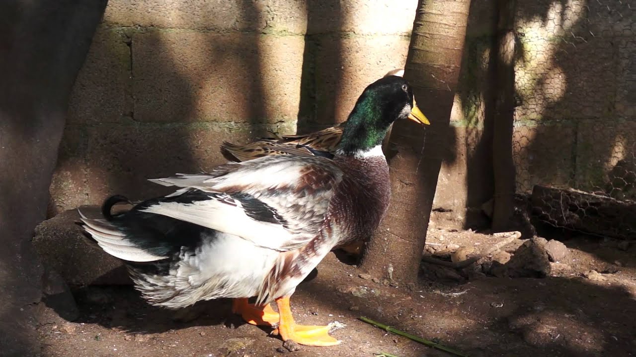pareja de patos domesticos - YouTube