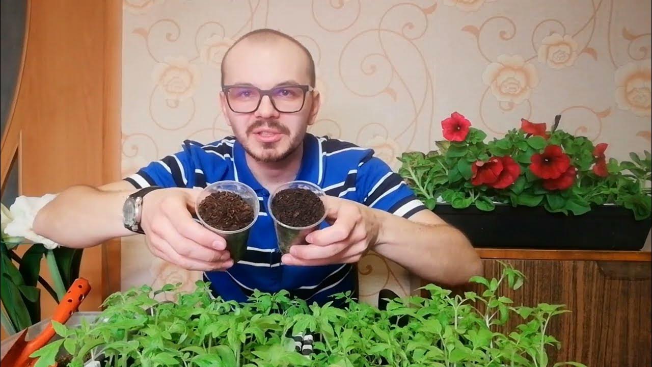ПОШАГОВАЯ ИНСТРУКЦИЯ ПО ПИКИРОВКЕ ТОМАТОВ. ТРИ СПОСОБА ПИКИРОВКИ ТОМАТА ...