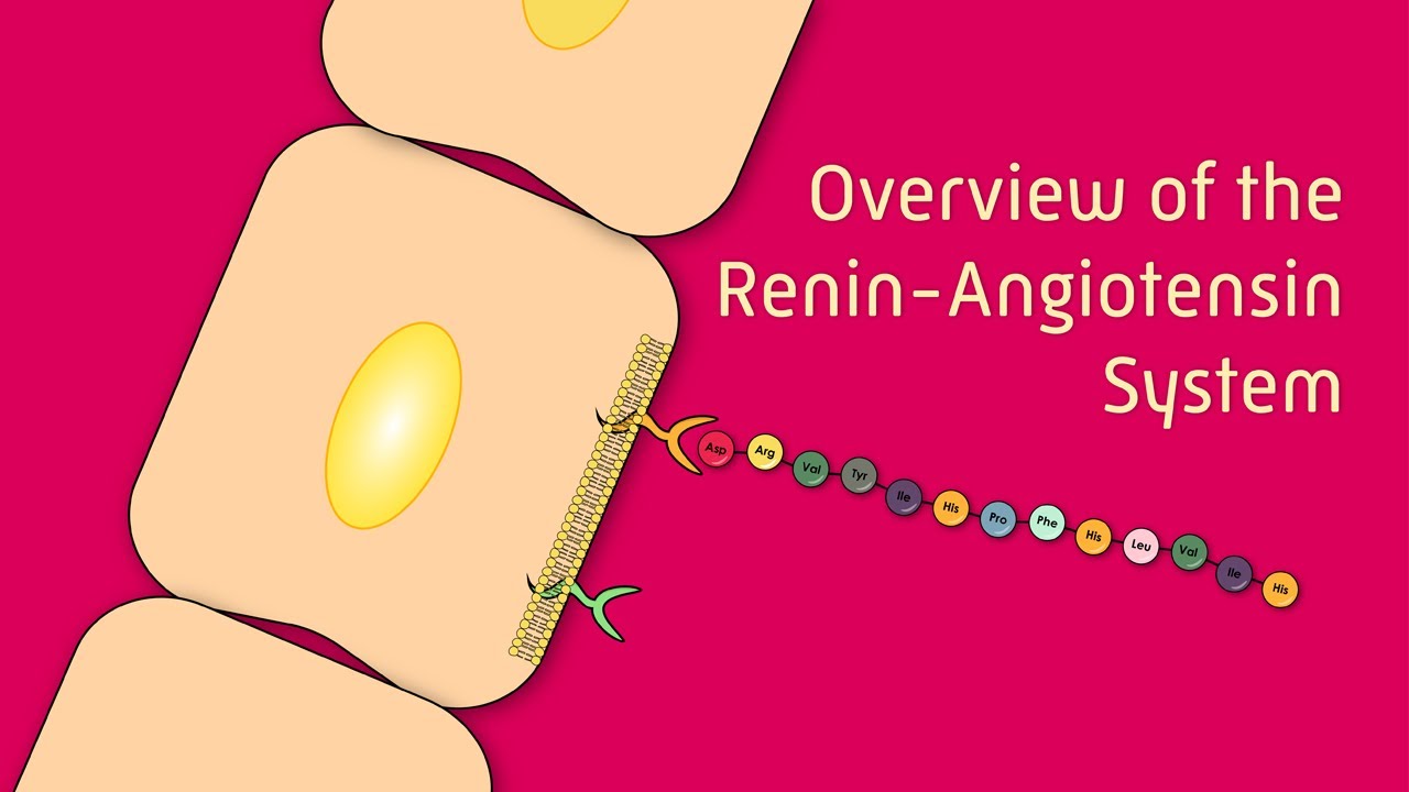 Renin Angiotensin System Ace Inhibitors