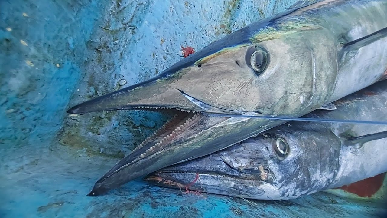 wahoo king fish - YouTube