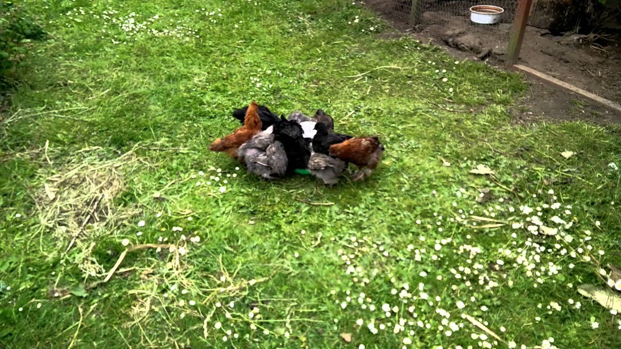 7 weeks old chickens - YouTube