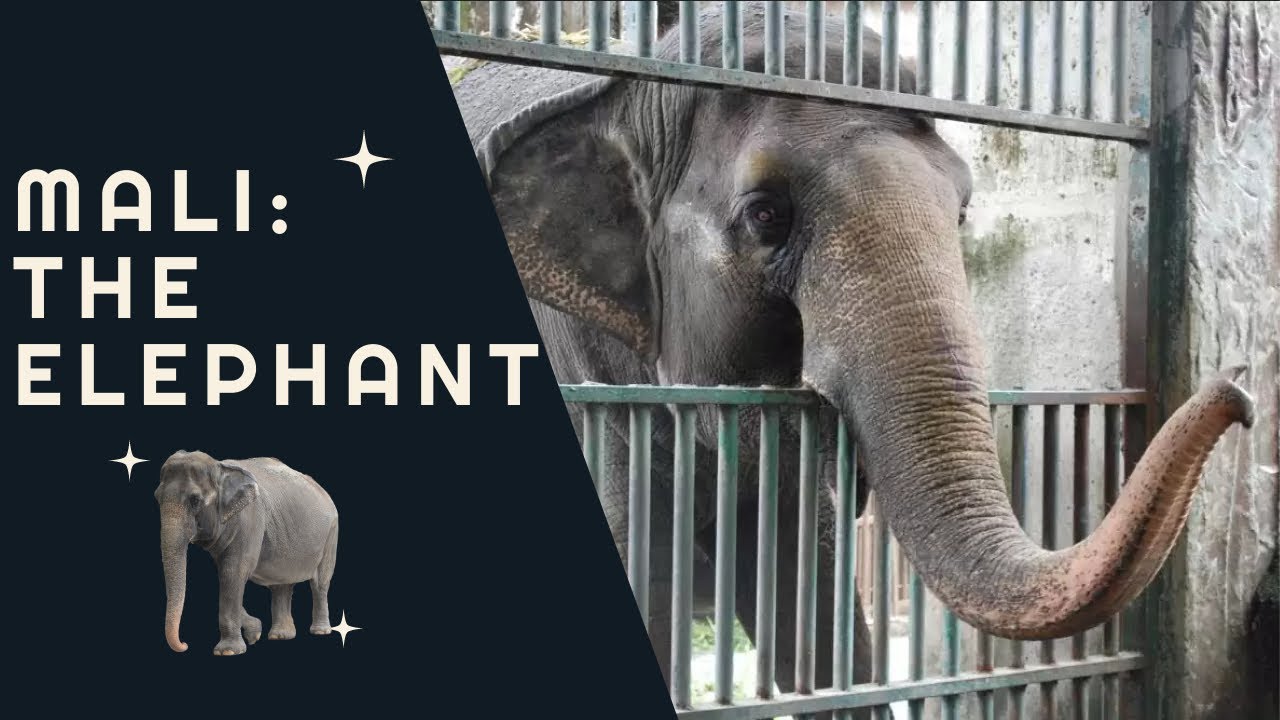 Mali: The Elephant Who Touched the World - YouTube