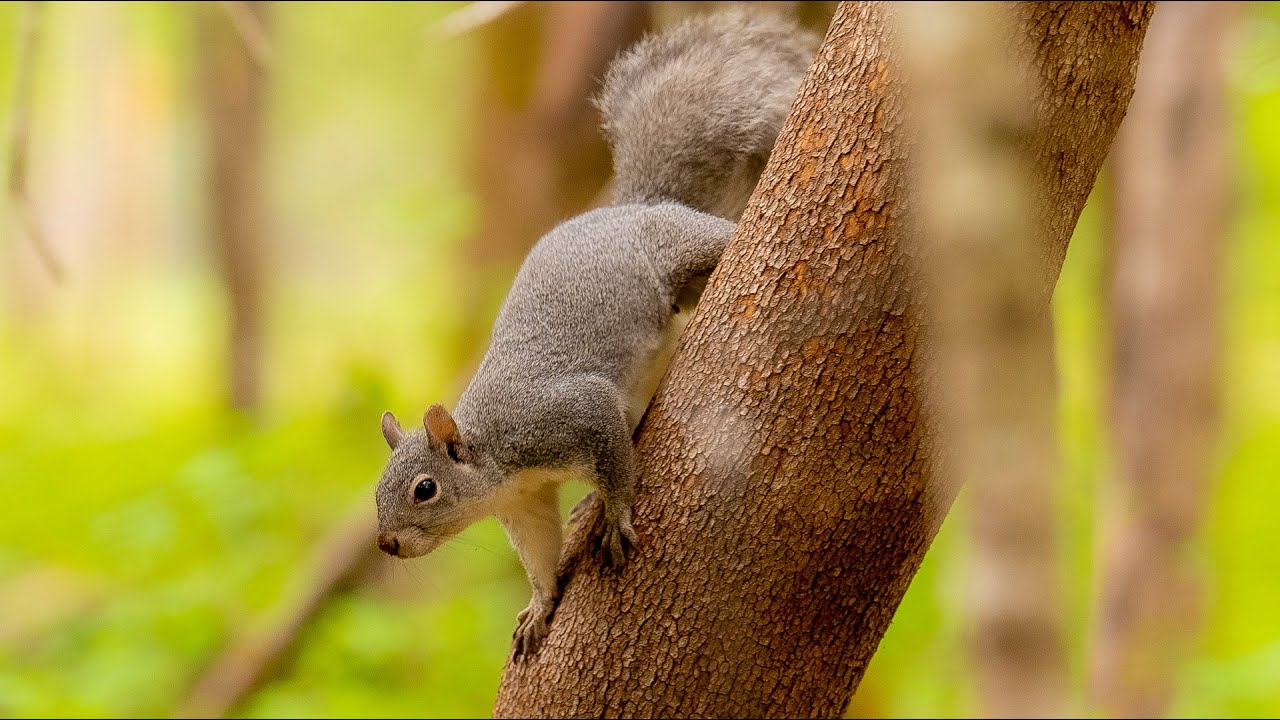 Forest Live Cam At Night 👣 Waiting For Bigfoot - YouTube
