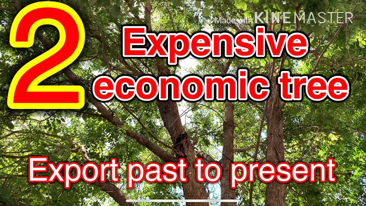 2 Expensive economic tree-Export past to present-#NineLoveTheTree - YouTube
