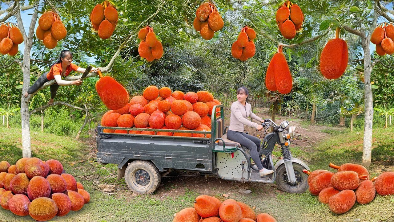 Harvesting Jackfruit from Trees Loaded with Fruit & Selling at the ...