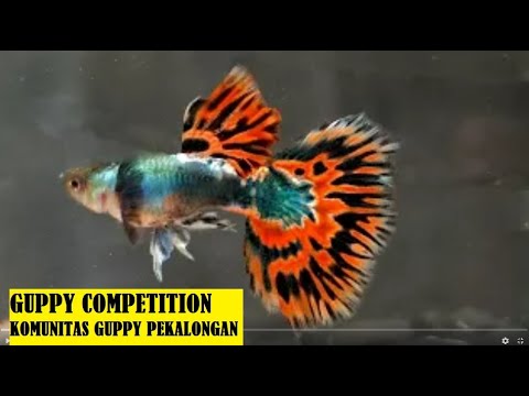 GUPPY CONTEST - PEKALONGAN JANUARI 2018 - YouTube