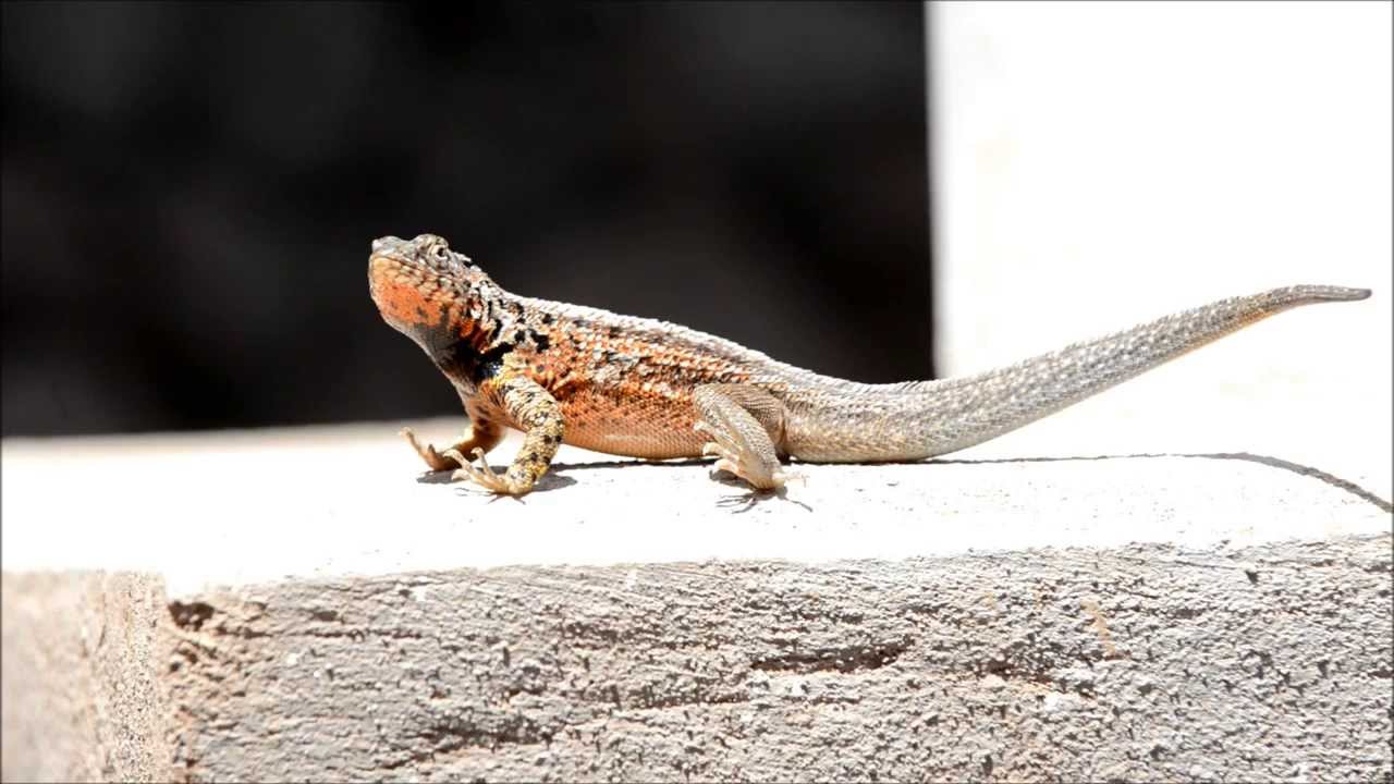lava lizard galapagos - YouTube