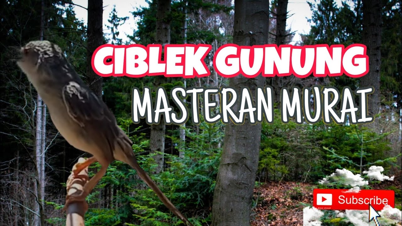 CIBLEK GUNUNG MASTERAN MURAI - YouTube