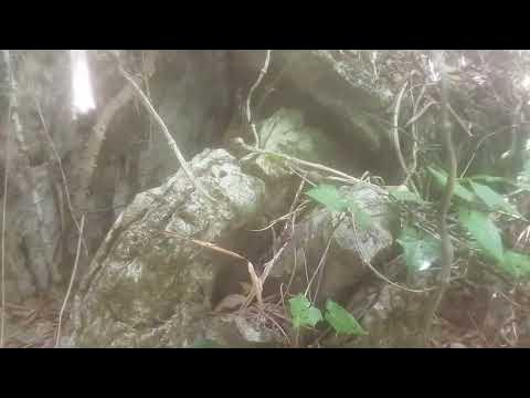 hnub no rov qab mug yog tshuaj dua lawm nawb 0886531128 - YouTube