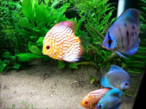55 gallon low tech planted tank Freshwater Discus Aquarium 2011 - YouTube