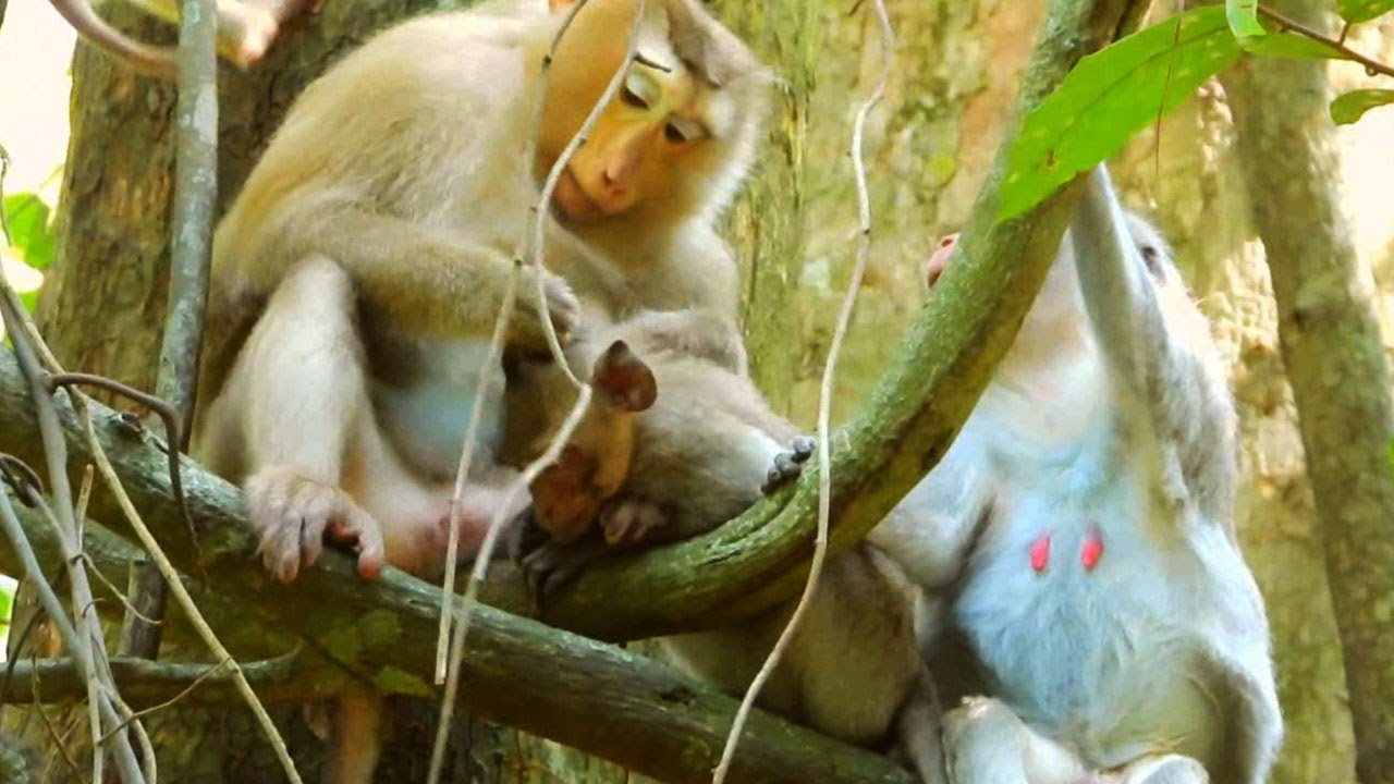 Jonna feels comfortable when Rose groom and Jane just watching - YouTube