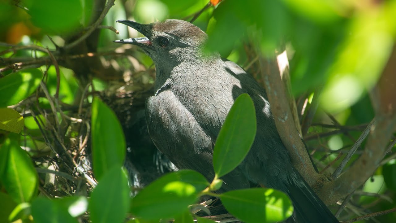 Gray Catbird Nest uncut HD 1080p - YouTube