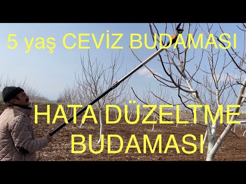 5 yaş CEVİZ BUDAMASI (HATA DÜZELTME BUDAMASI) Ceviz Adam Ahmet