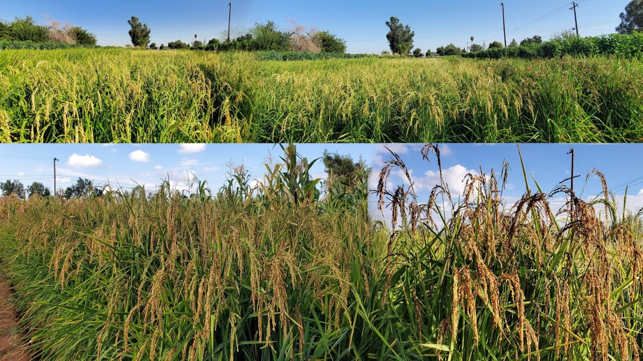 hmong California rice farm 2022, hmoob meka teb nplej xyoos 2022 - YouTube