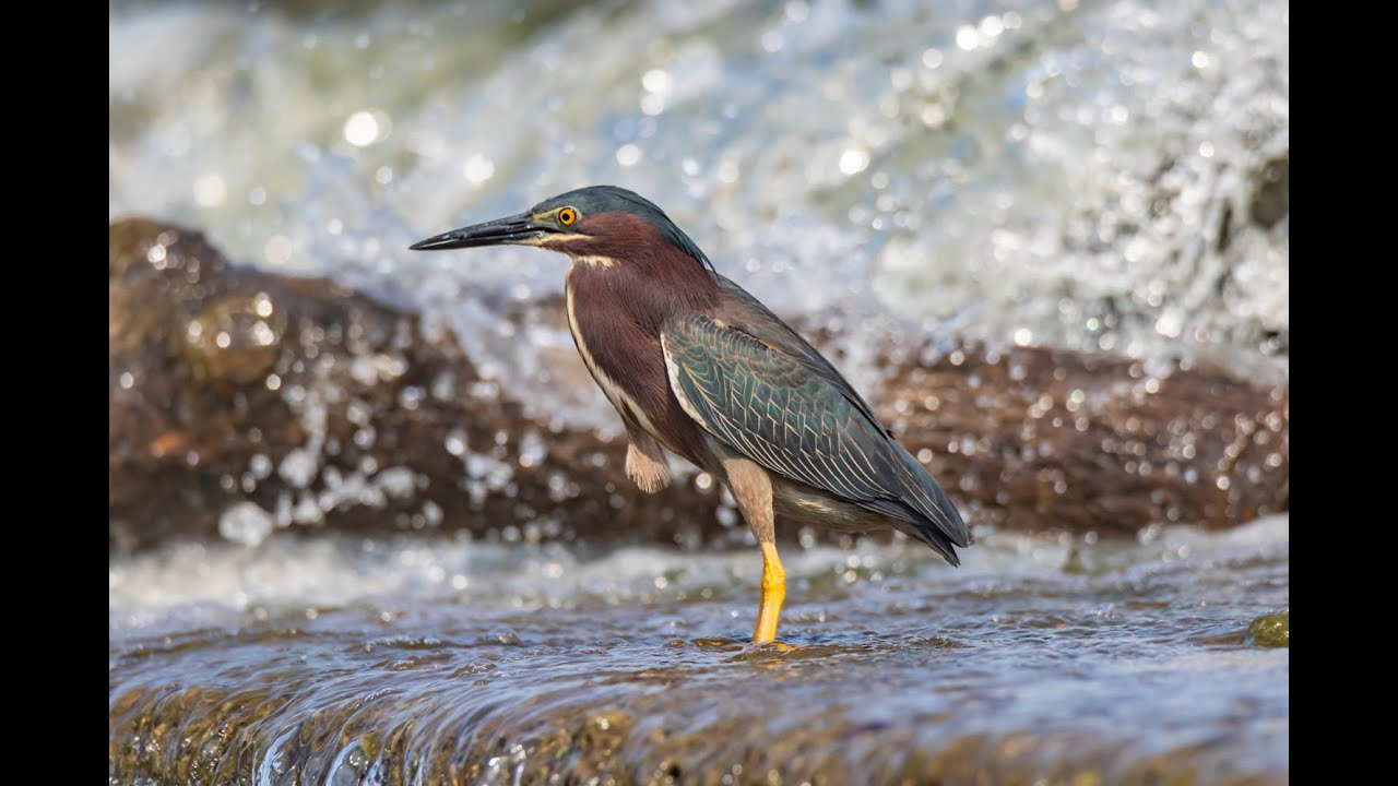 Black Crown Night and Green Heron showed up - YouTube