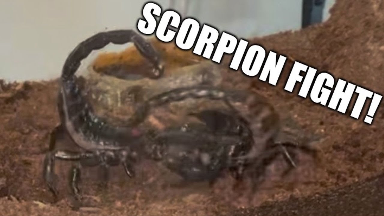 Emperor Scorpion Breeding Fail... - YouTube