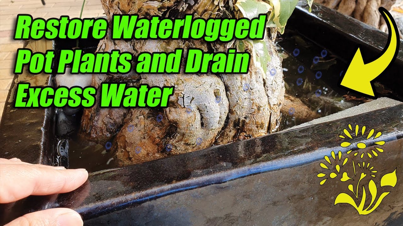 How to Restore Waterlogged Pot Plants and Drain Excess Water That Is ...