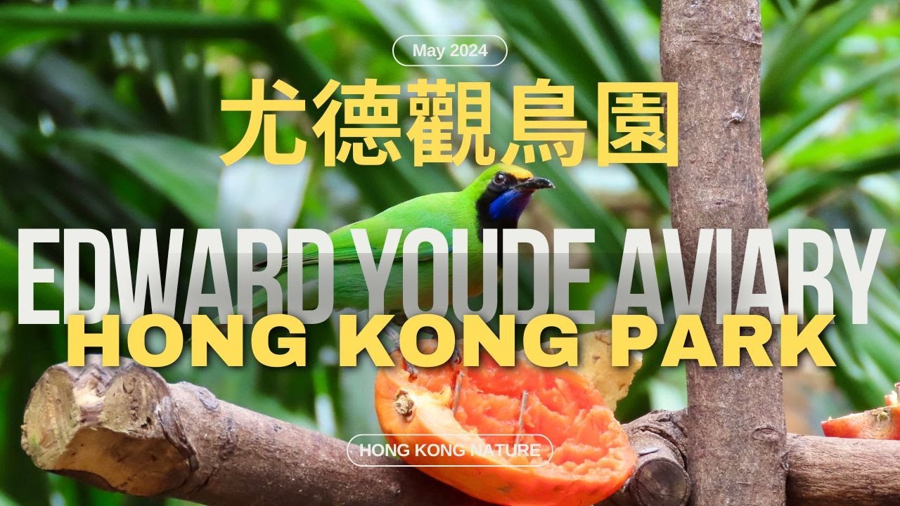 Edward Youde Aviary 尤德觀鳥園 - YouTube