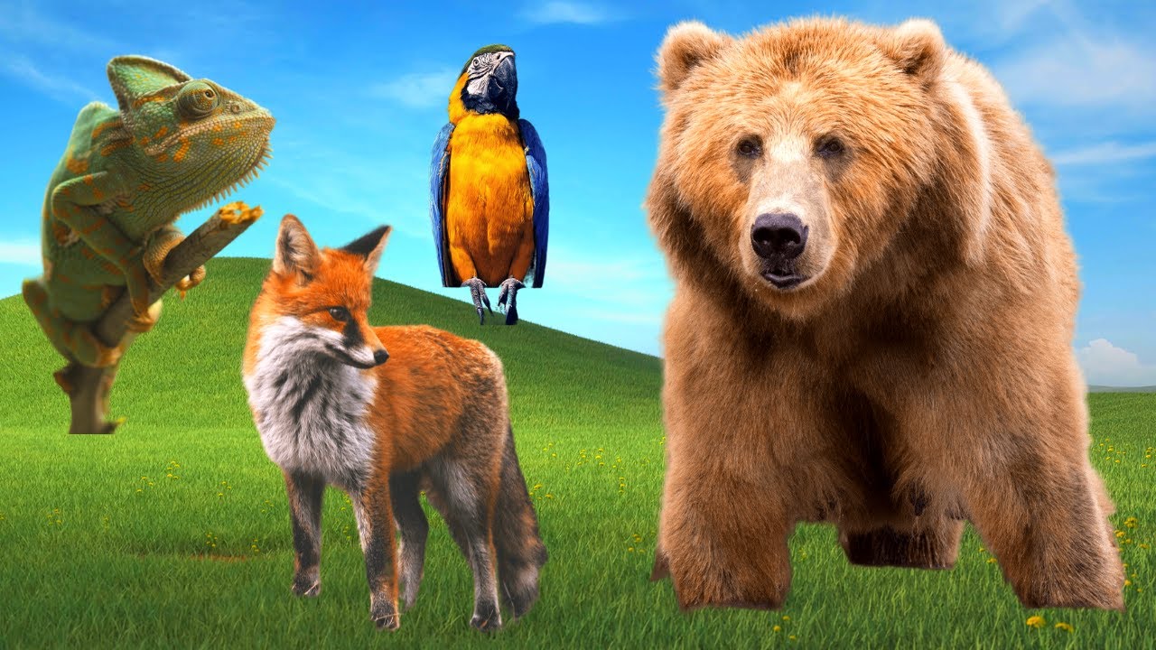 ASMR WILD ANIMAL SOUNDS - lion, frog, fish, antelope, monkey, tiger ...