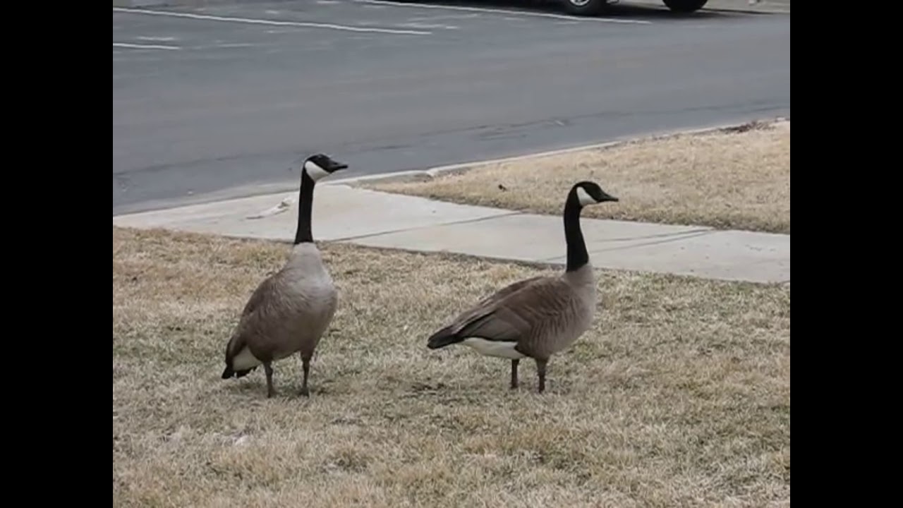 Goose Laugh - YouTube