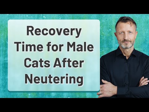 Recovery Time for Male Cats After Neutering - YouTube