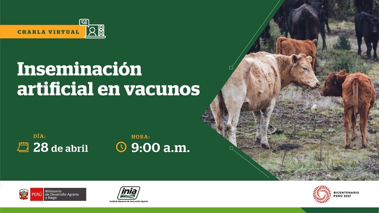 Inseminación artificial en vacunos - YouTube