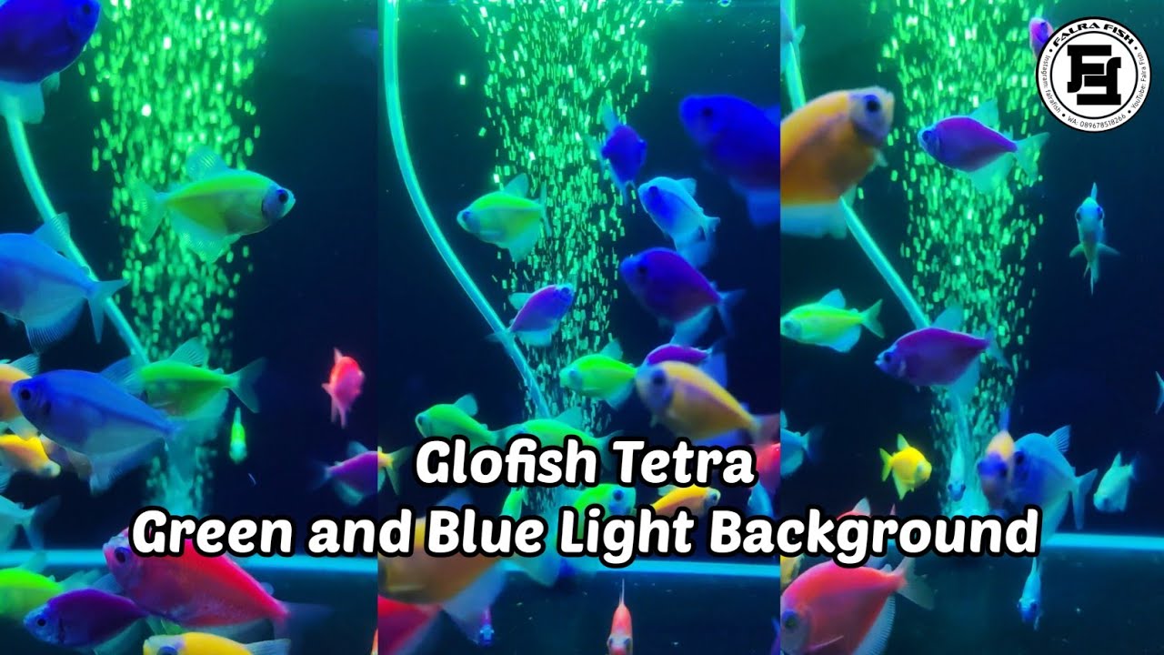 Glofish Tetra - Green and Blue Light Background | Falra Fish - YouTube