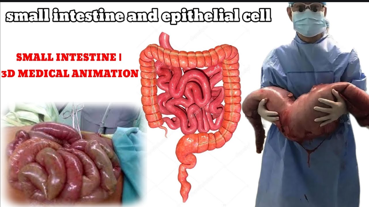 SMALL INTESTINE | 3D MEDICAL ANIMATION - YouTube
