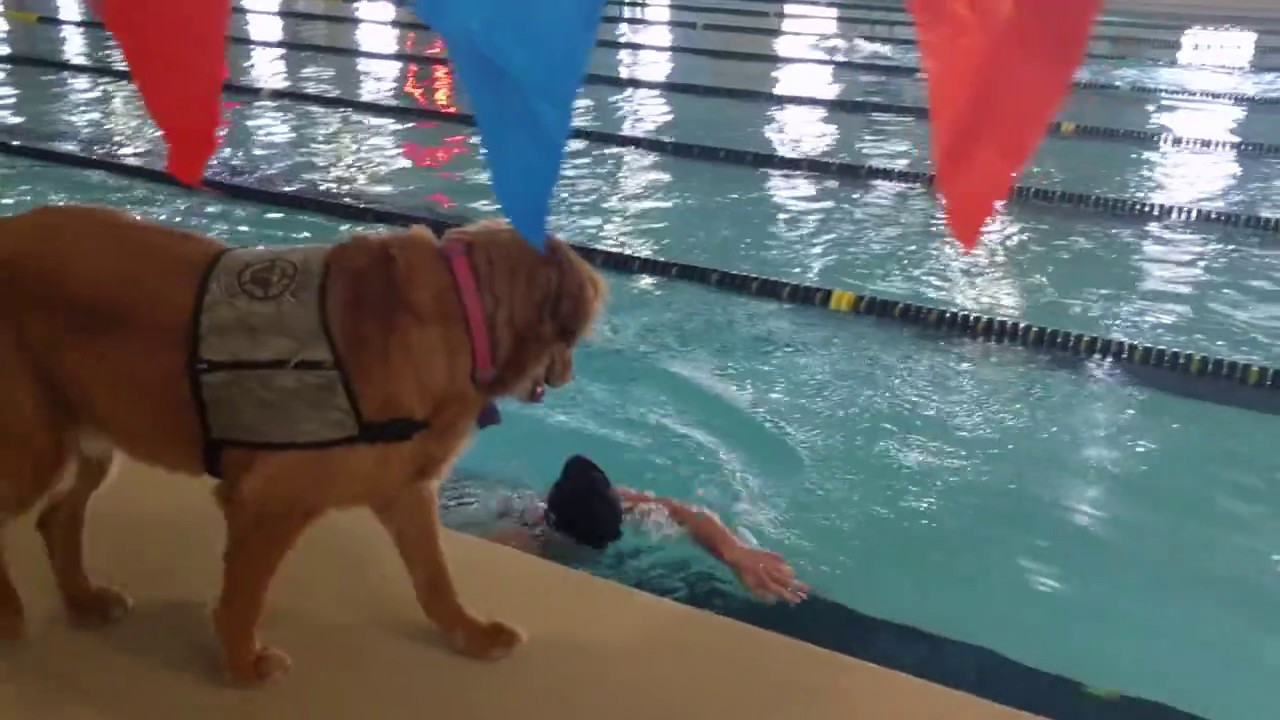 Veteran Christy Gardner Swims Alongside Service Dog - YouTube