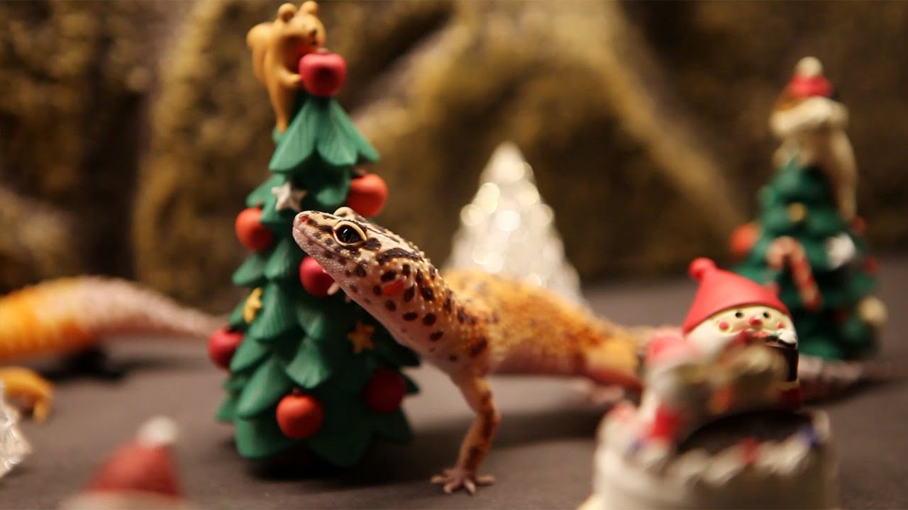 레오파드게코의 크리스마스(Leopard Gecko's Christmas) - YouTube