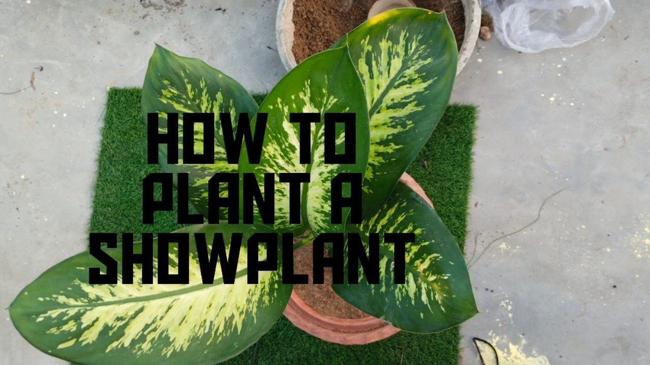 How to plant a showplant/AD GARDEN - YouTube