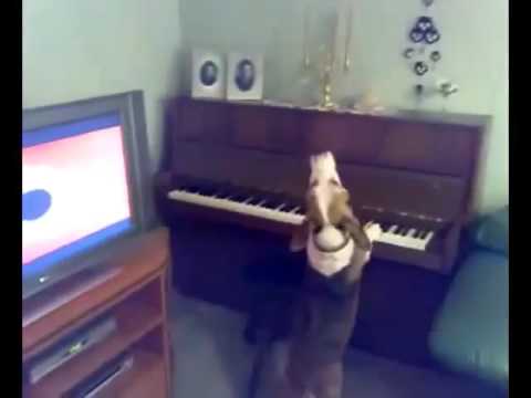 THE DOG THUG LIFE