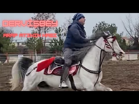 TAM BİR SENE SONRA DERVİŞBEY İLE TEKRAR BULUŞTUK