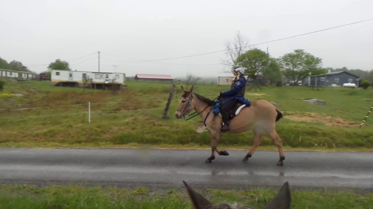 Gaited Dun Paso Fino Molly Mule - YouTube