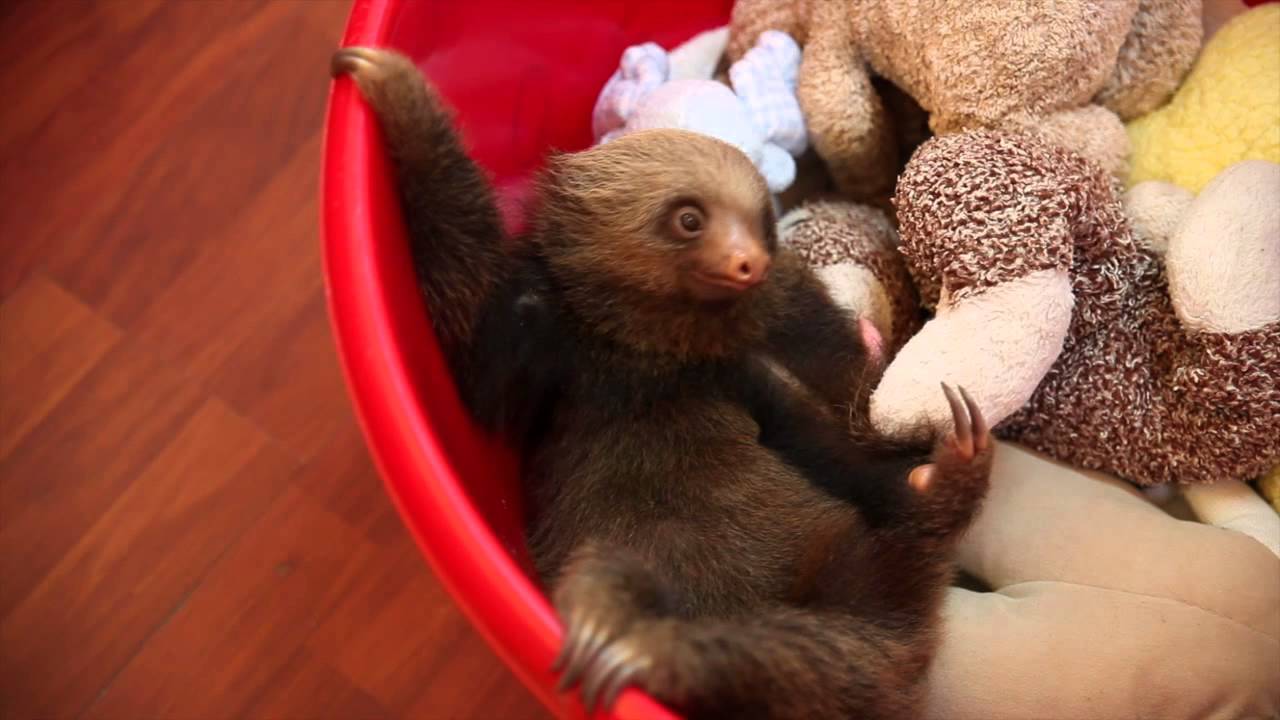 Baby Sloths In A Bucket