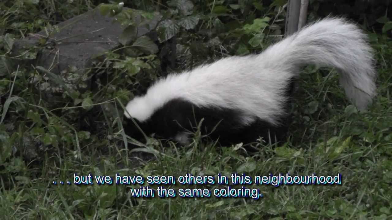 Baby Raccoon's first encounter with Skunks - YouTube