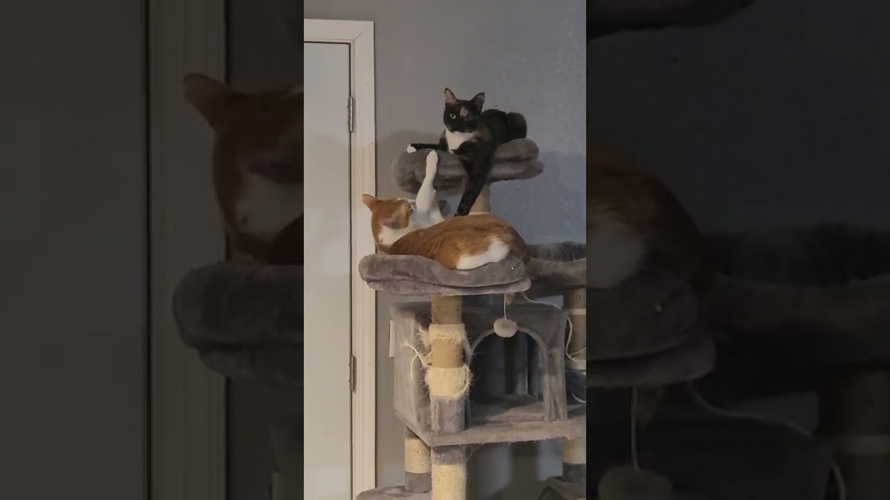 🐱fight🐱 Youtube