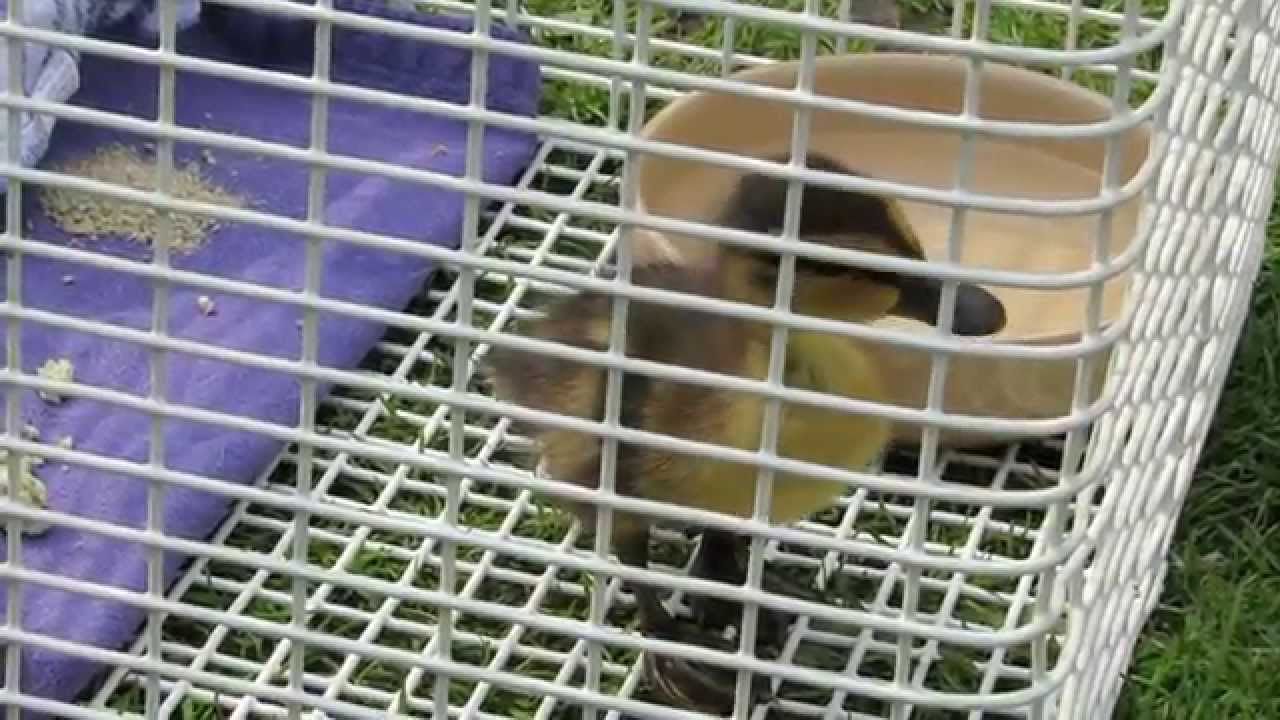 Peep the duckling - YouTube