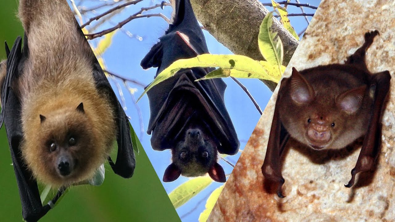 5 Common Myths About Bats - YouTube