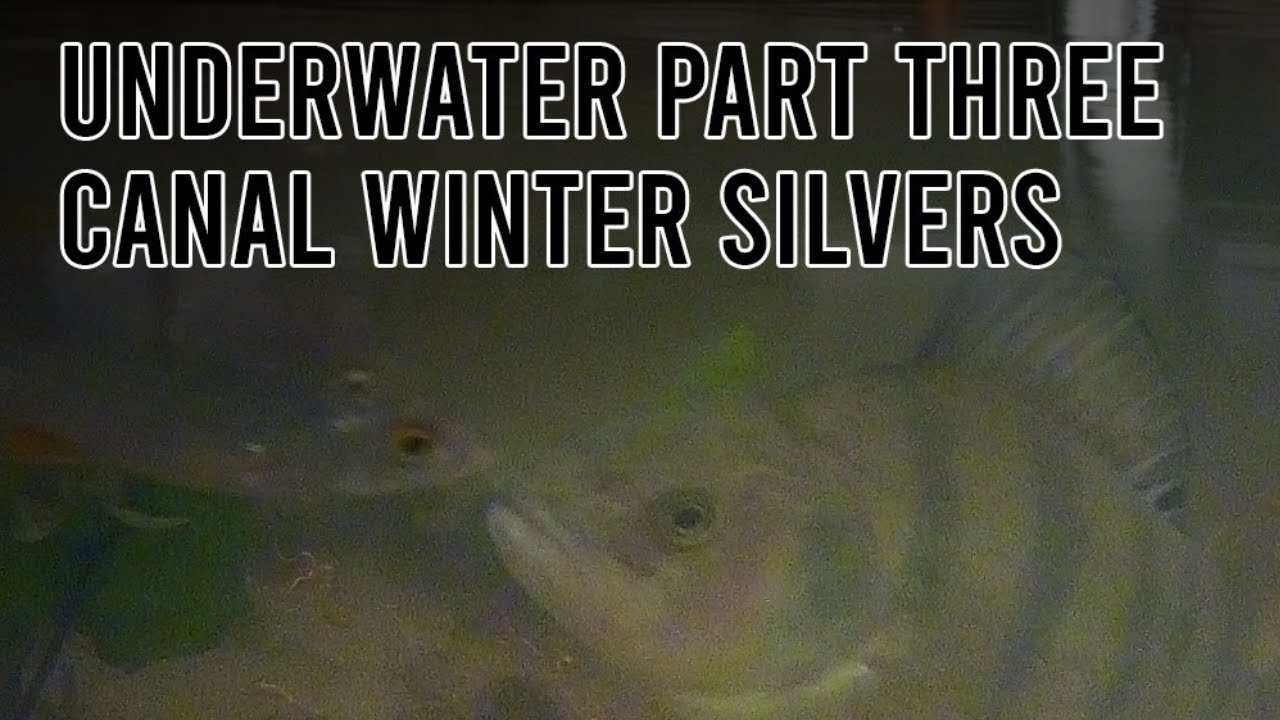 UNDER WATER SILVERFISH - NATURAL VENUES - YouTube