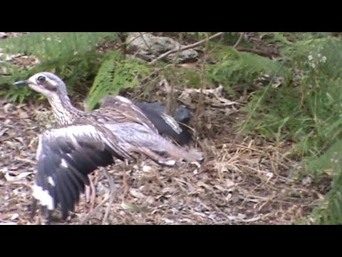 Angry Bush Stone-curlew bird screaming at wind - YouTube