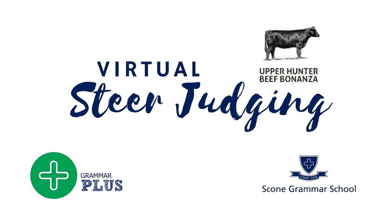 Virtual Steer Judging - YouTube