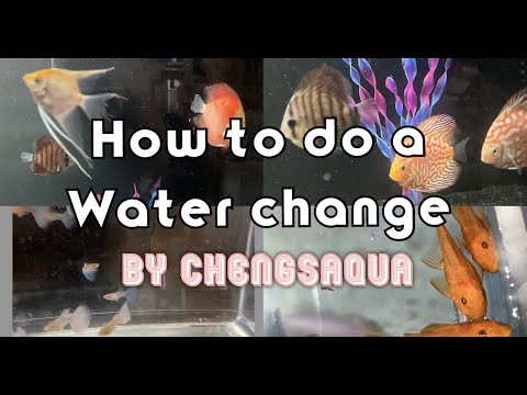 How to change fish tank water, for 12 tanks! - YouTube