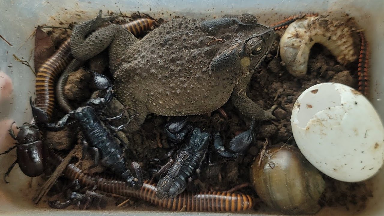 Amazing Catching Poisonous, I Got Millipede, Scorpion, Beetle, Toad ...