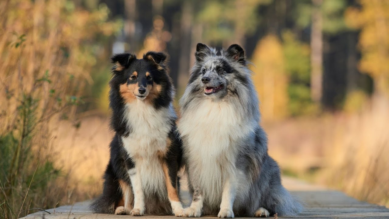 Exploring the Unique Coat Colors and Patterns of Shetland Sheepdogs ...